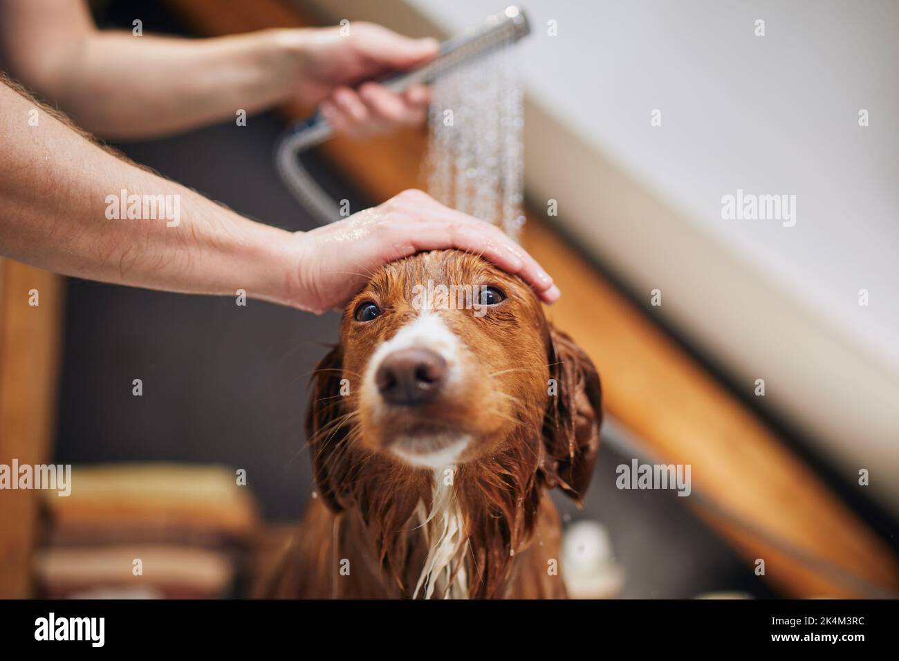 Dog taking bath at domestic bathroom. Showering of Nova Scotia Duck ...