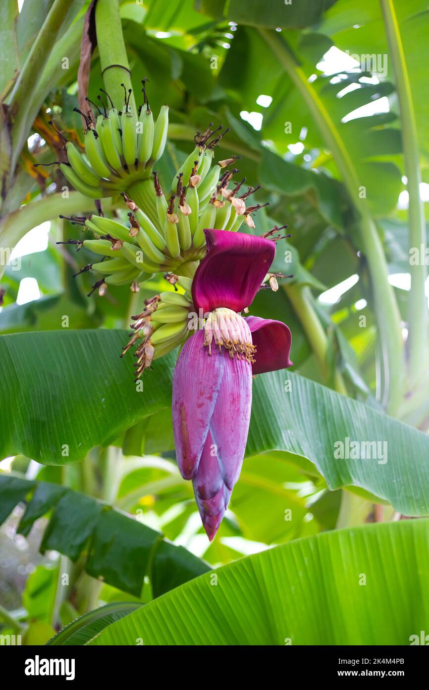 Fruits tropics bananas hi-res stock photography and images - Alamy