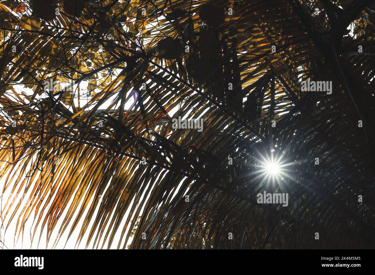 View from the bottom of palm leaves and other tropical tree branches ...