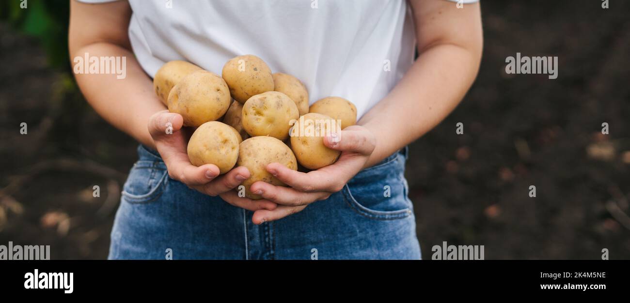 Harvest of potatoes in the hands of the woman farmer. The concept of ...