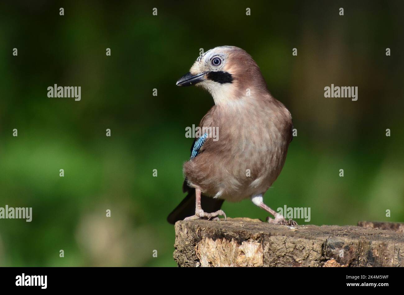 Adult jay in breeding condition in spring. Dorset, UK Stock Photo - Alamy