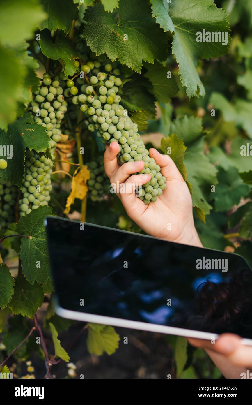 Farmer's hands checking quality of grapes by tablet with black screen ...