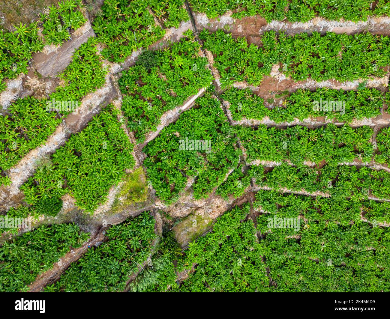 Aerial View of the Bananas on Plantation. Madeira, Portugal Stock Photo ...