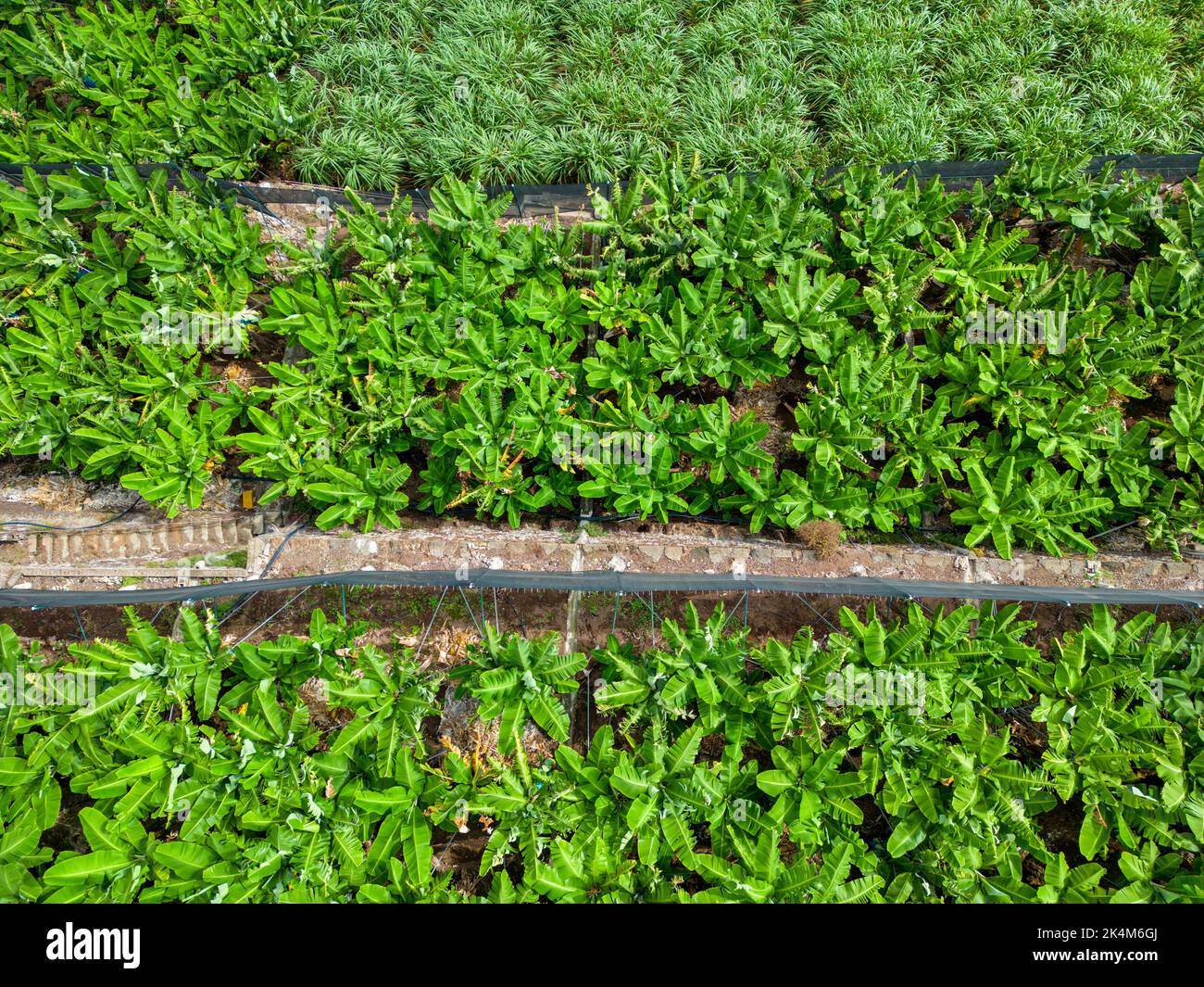 Aerial View of the Bananas on Plantation. Madeira, Portugal Stock Photo ...
