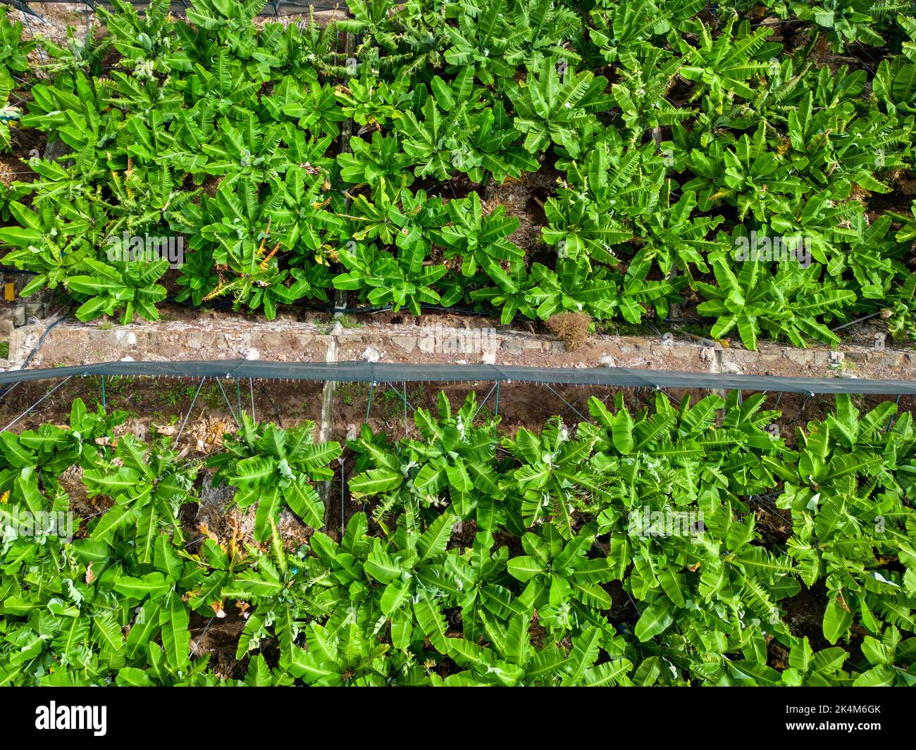 Aerial View of the Bananas on Plantation. Madeira, Portugal Stock Photo ...