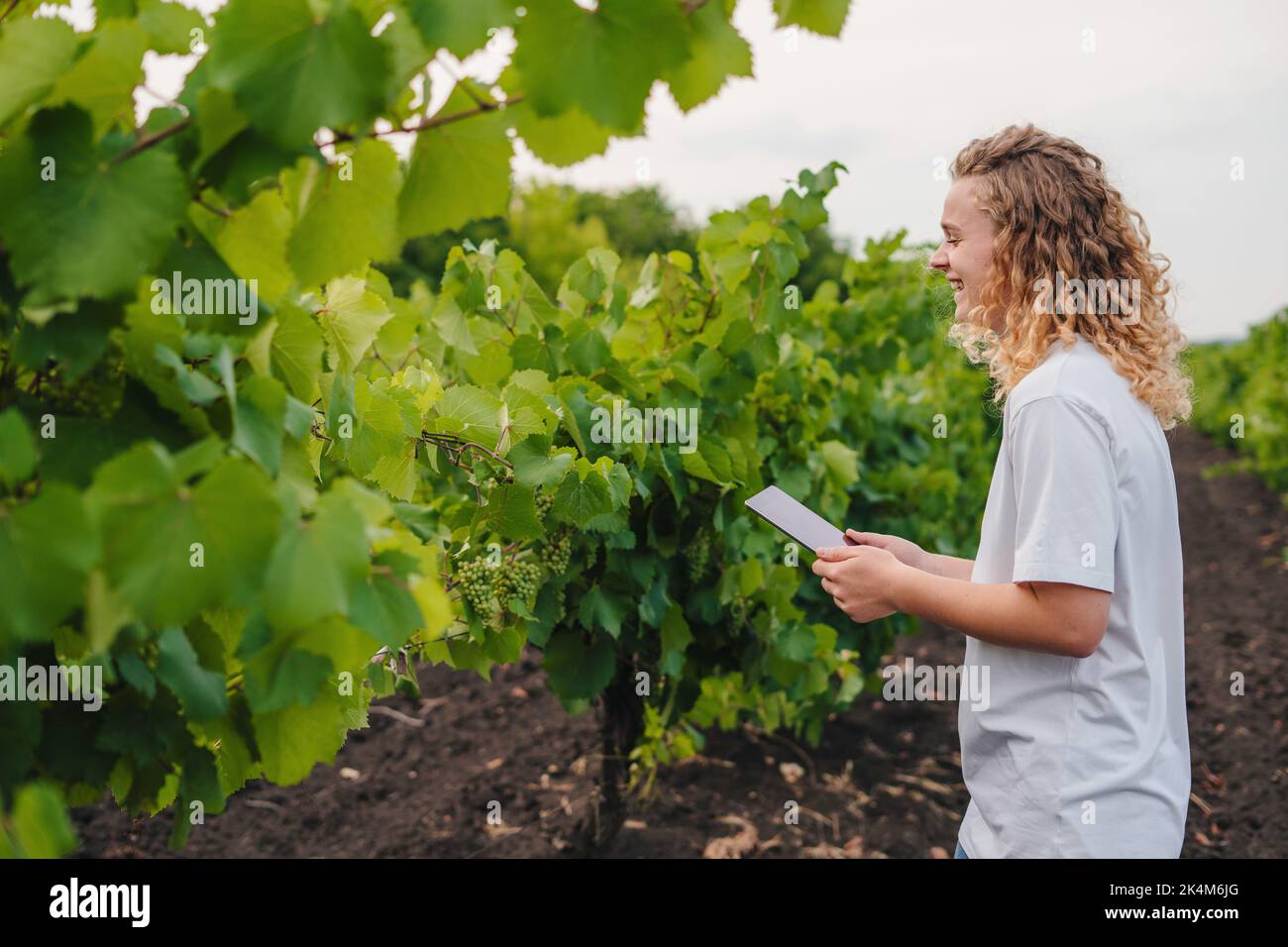 Female agronomist farmer with digital tablet computer in vines using ...