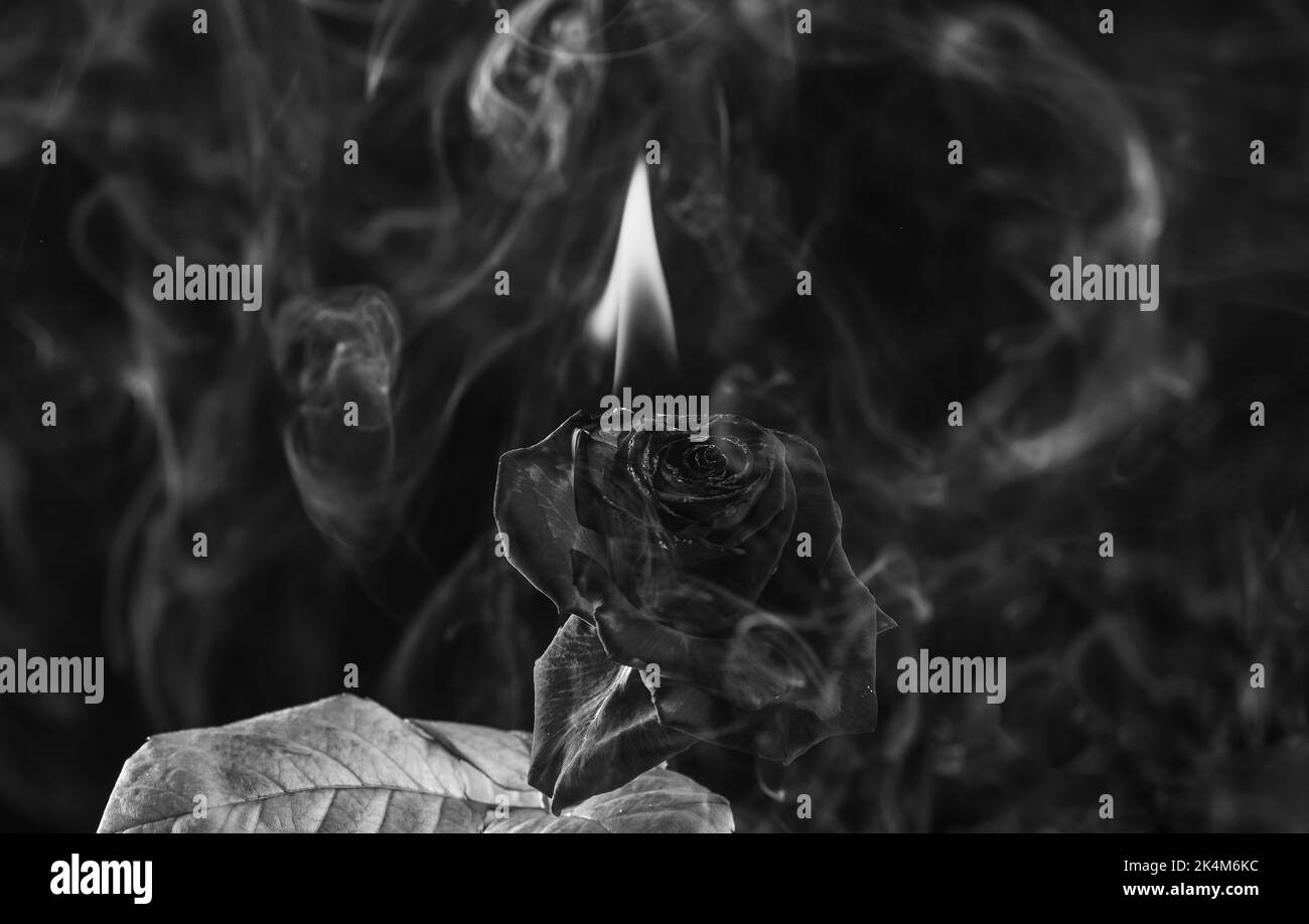 Glow of embers. Fresh rose burning to embers. Red flower on fire. Hot ...