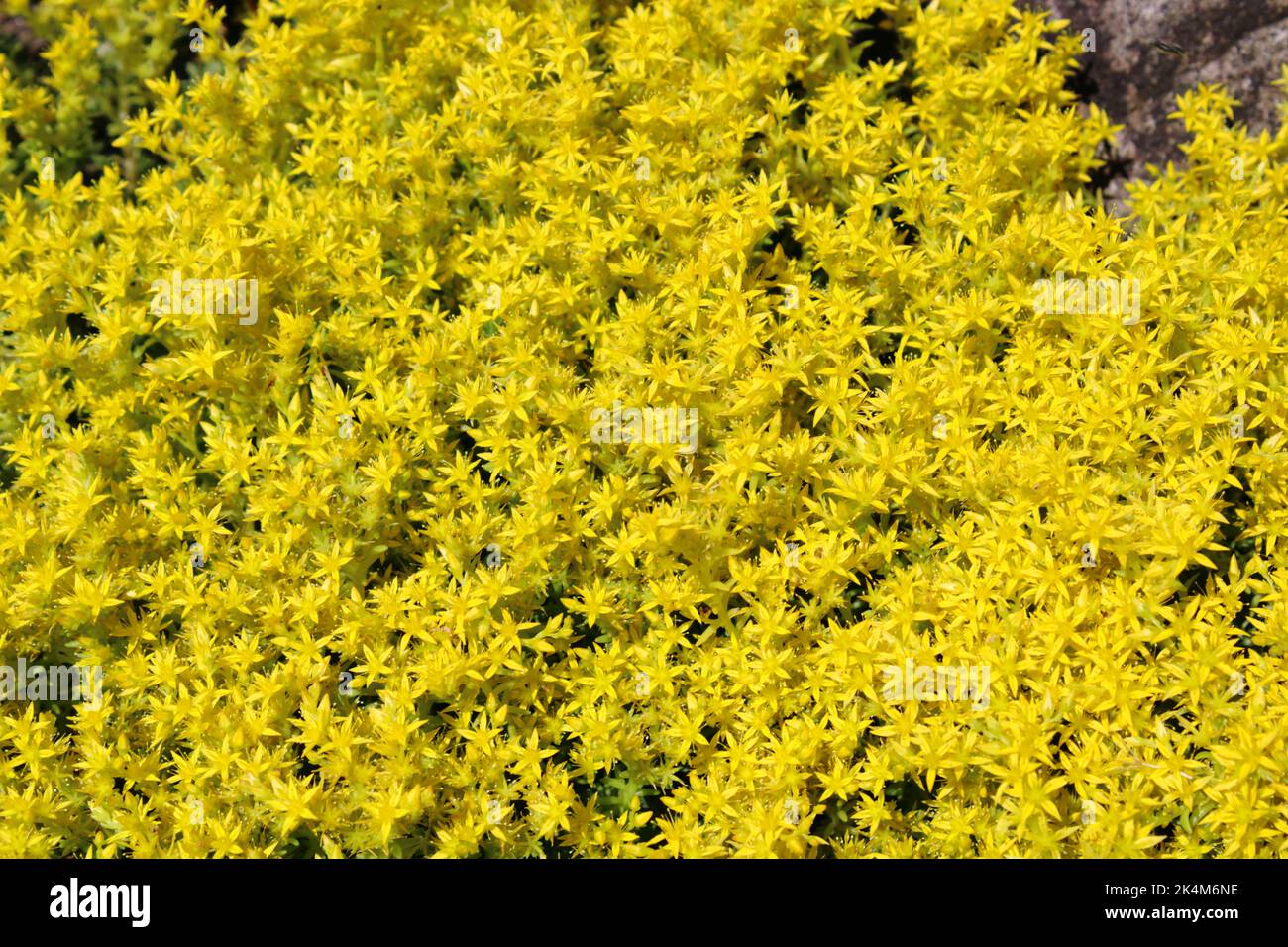 Star sedum hi-res stock photography and images - Alamy