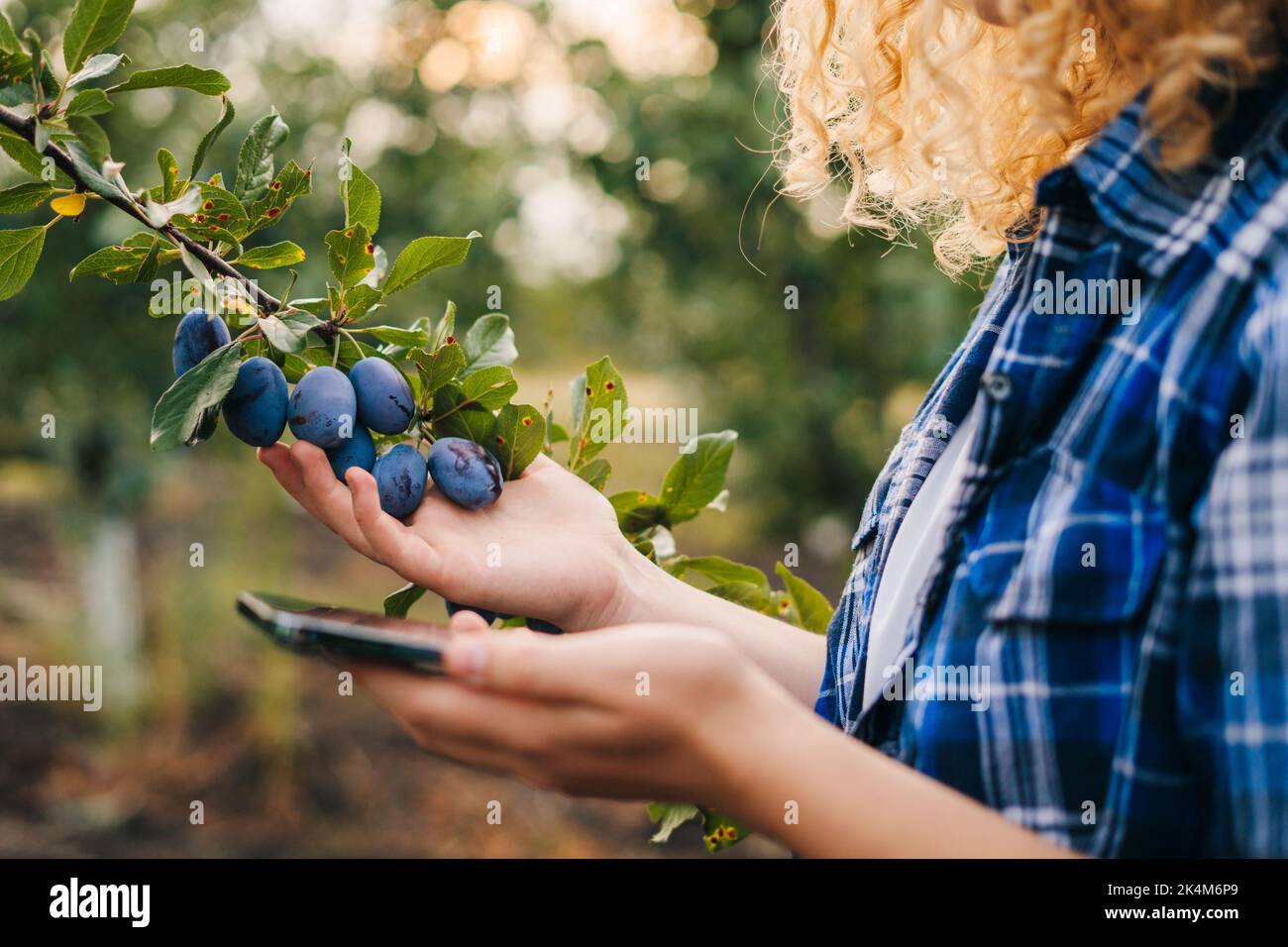 Woman's hands using innovative smart tech for plum trees management ...