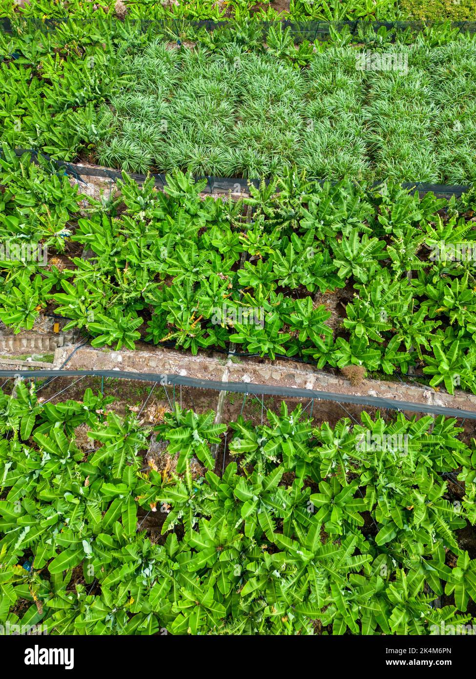Aerial View of the Bananas on Plantation. Madeira, Portugal Stock Photo ...