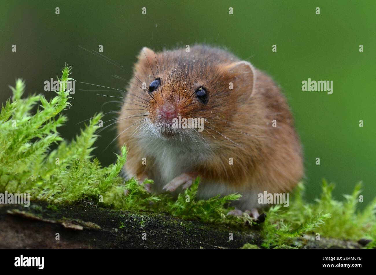 Mouse foraging hi-res stock photography and images - Alamy