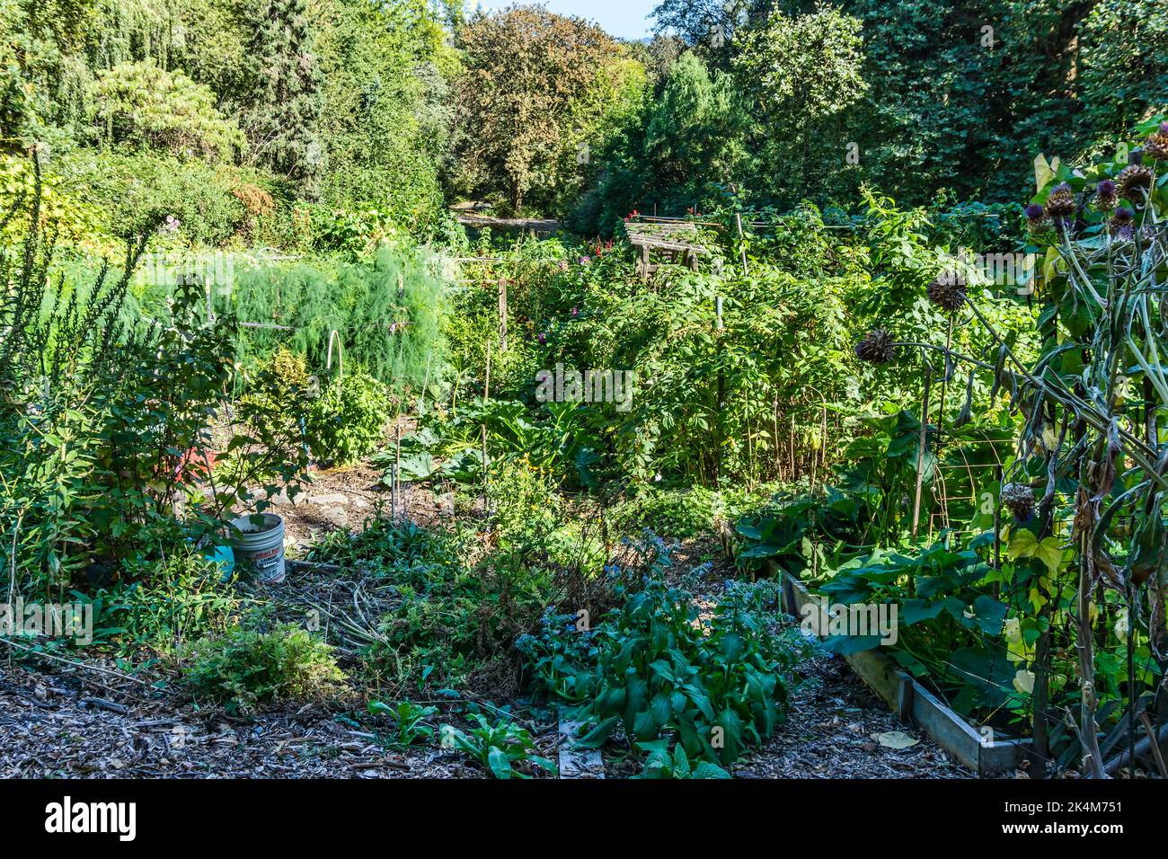Large vibrant community garden pea patch in Seattle, Washington Stock ...