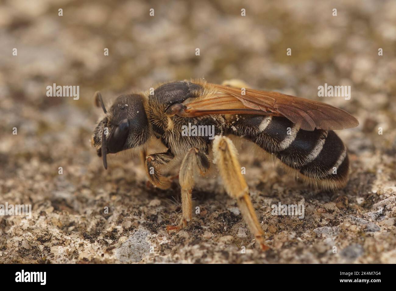 Halictus quadricinctus hi-res stock photography and images - Alamy