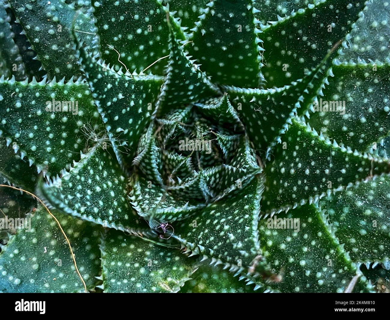Star shaped leaves hi-res stock photography and images - Alamy