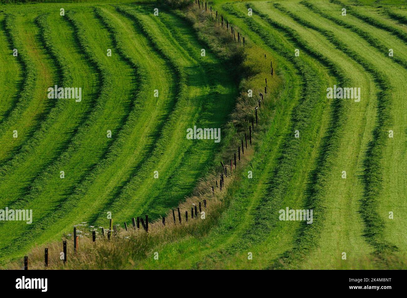 Fresh silage cut in fields near Maiden Castle, Dorset Stock Photo - Alamy