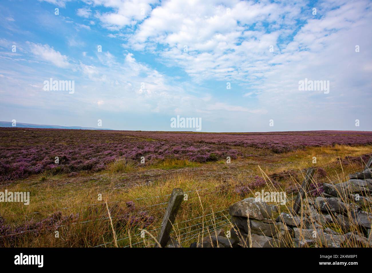 Purple Heather on The Yorkshire Moors Stock Photo - Alamy