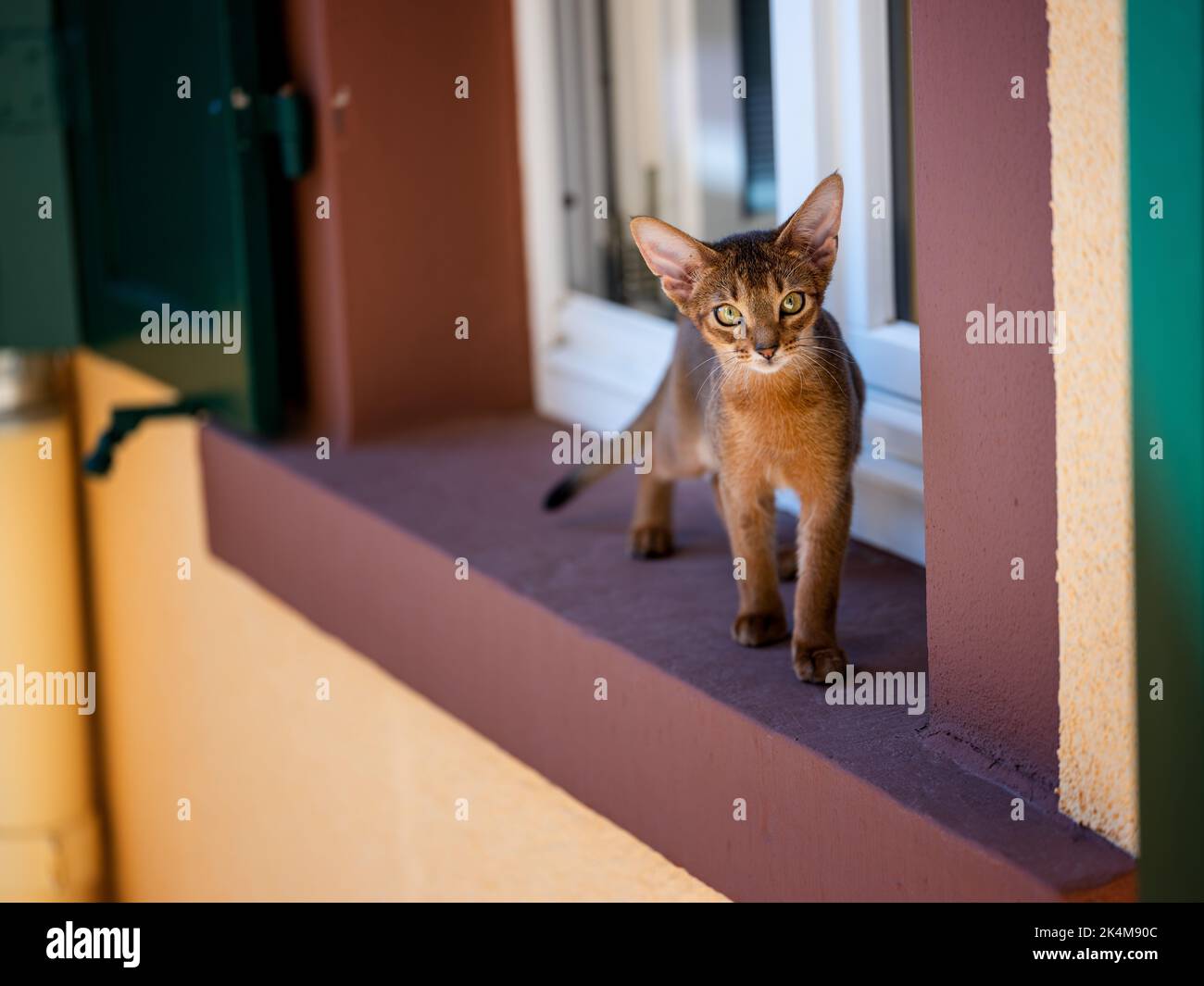 Curious Abyssinian Cat Kitten exploring outside on the window sill ...
