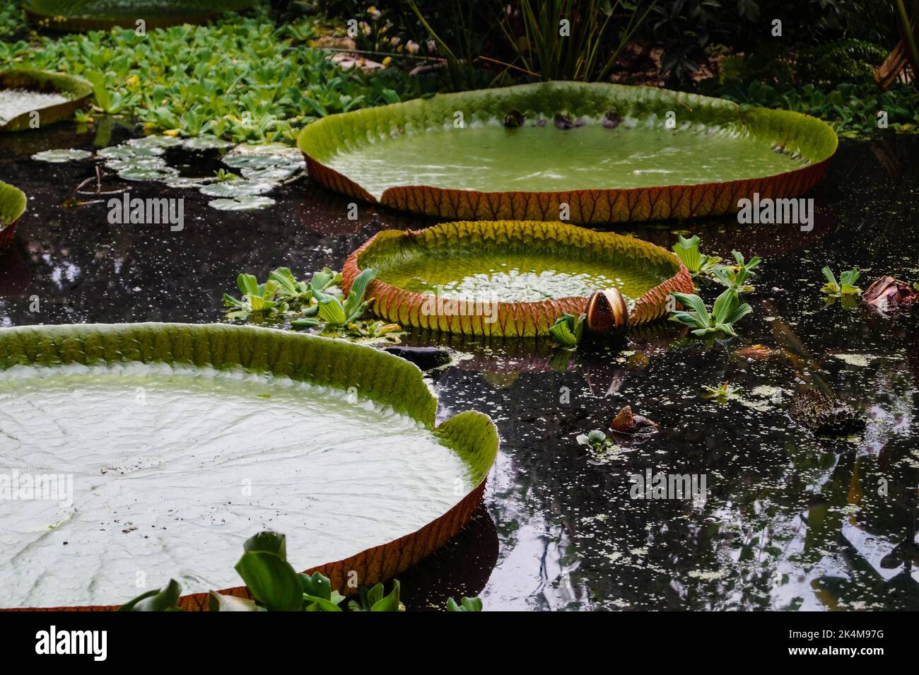 Victoria Amazonica - gigantic leaves of the Giant Water Lily Stock ...