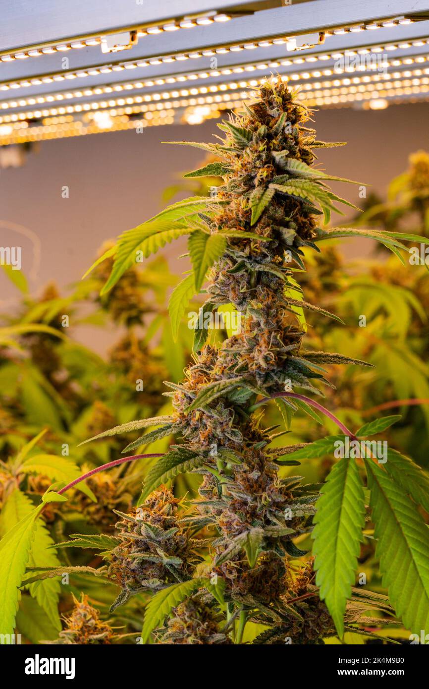 Premium Indoor Cannabis plants grown under LED grow lights Stock Photo ...