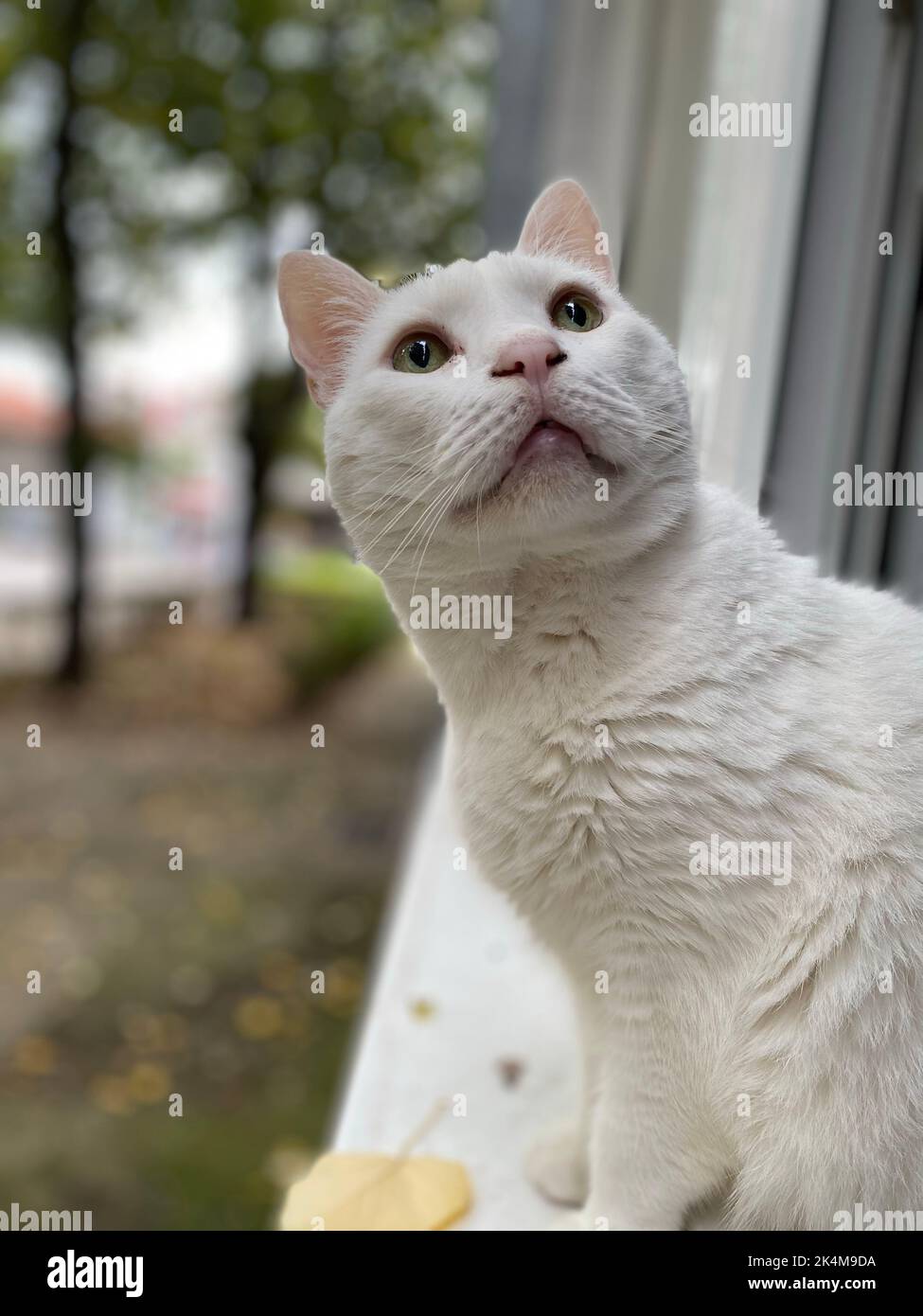 A vertical closeup of a cute white cat with green eyes looking up Stock ...