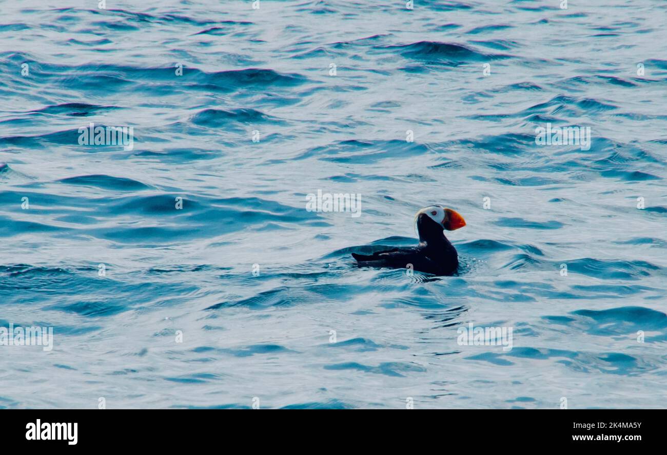 The cute Atlantic puffin bird swimming on the water, close-up Stock ...