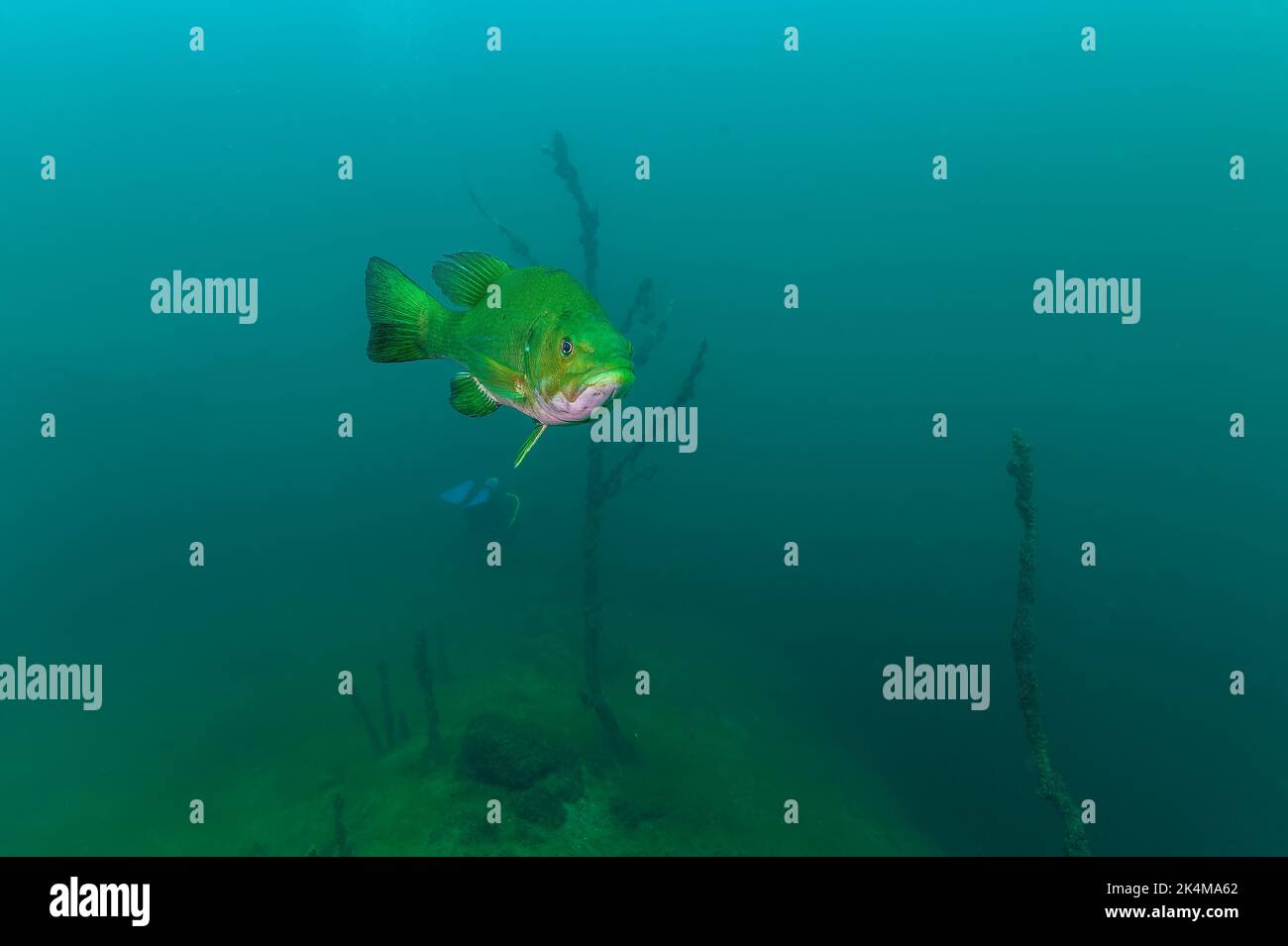 Isolated Large Mouth Bass micropterus salmoides swimming in green ...