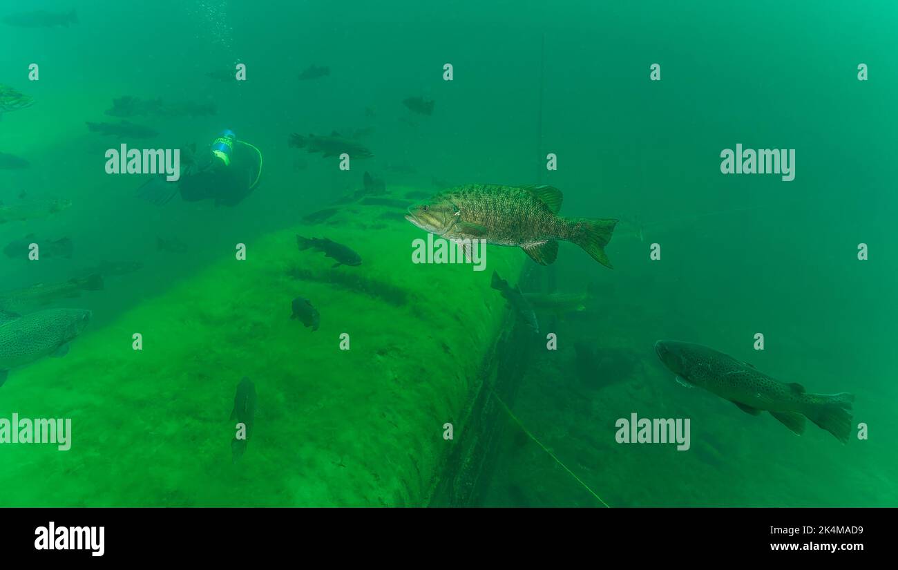 Large mouth bass micropterus salmoides swimming above a yellow school ...