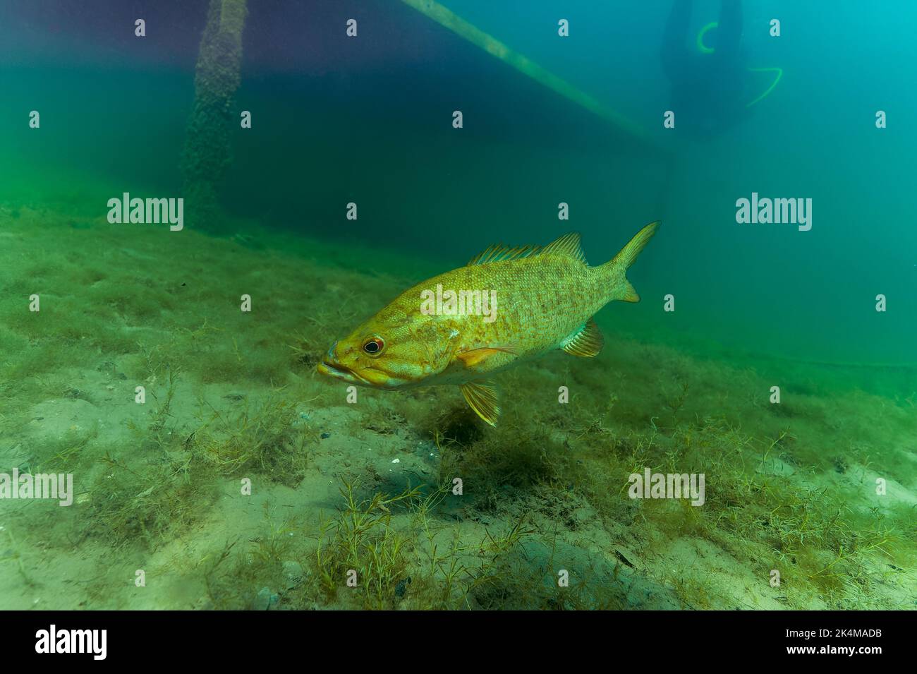 Large Mouth Bass micropterus salmoides swimming across the bottom in ...