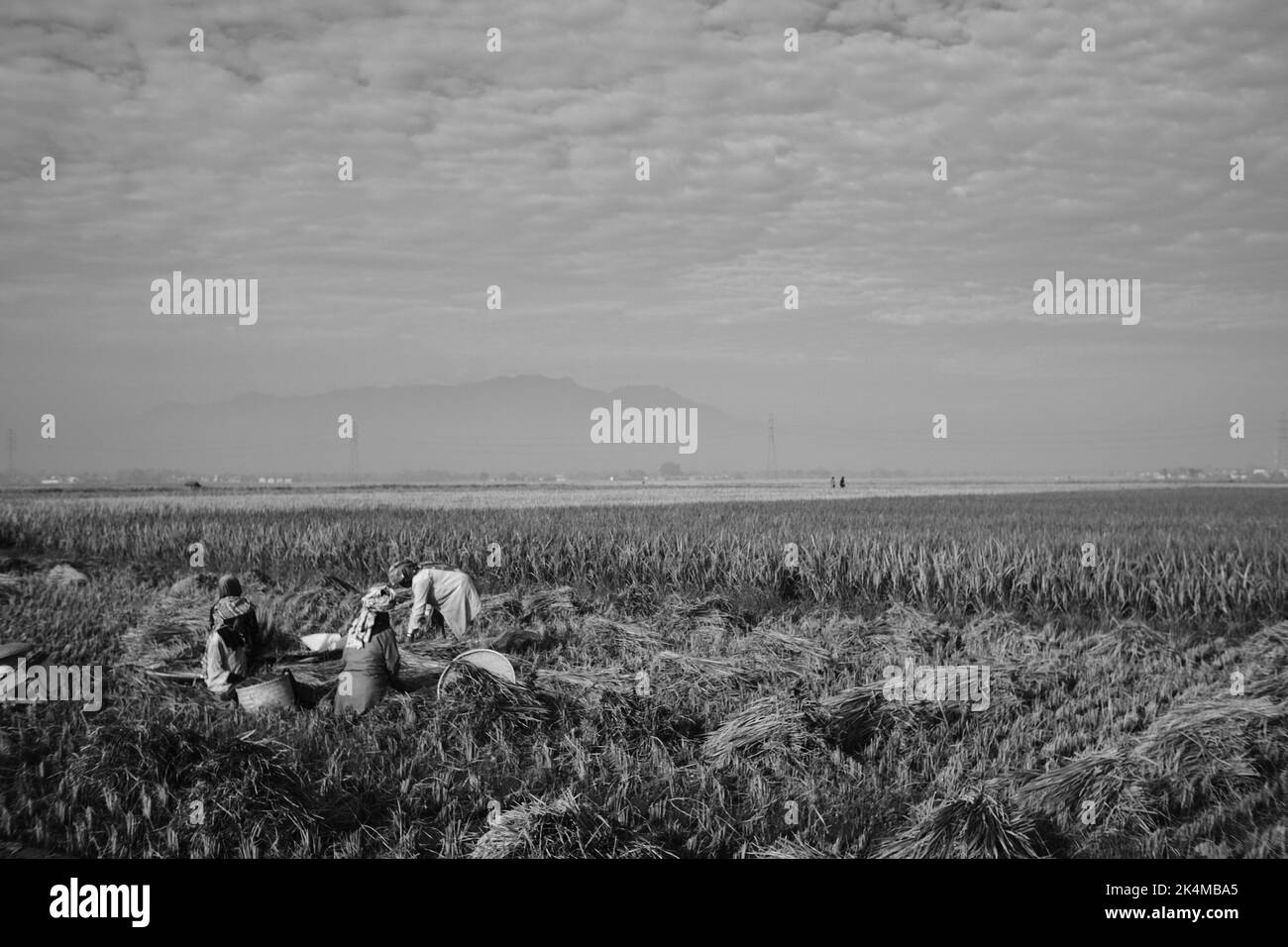 Rice paddy field morning Black and White Stock Photos & Images - Alamy