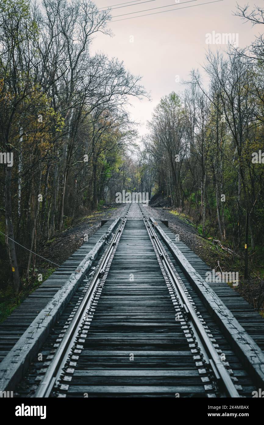 The train railway with tall trees on the side Stock Photo - Alamy
