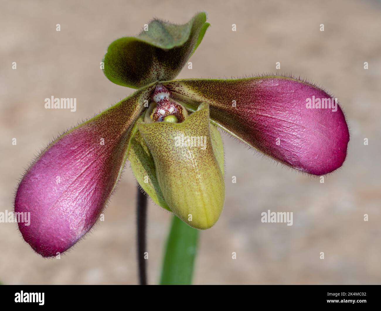Closeup view of purple and yellow green lady slipper orchid flower ...