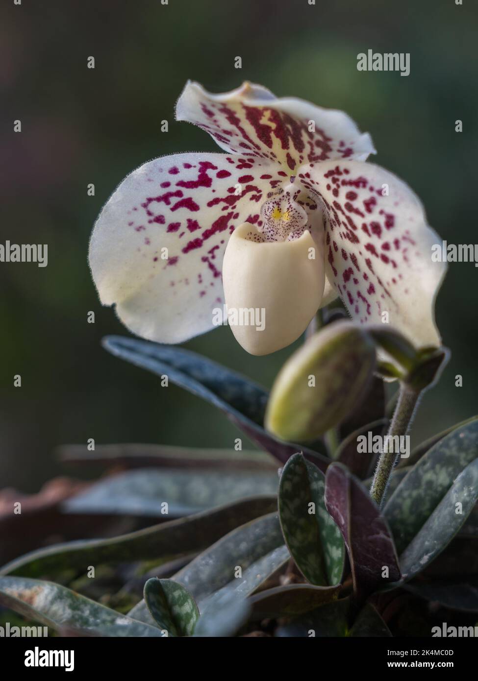 Closeup of creamy white with purple red spots flower of lady slipper ...