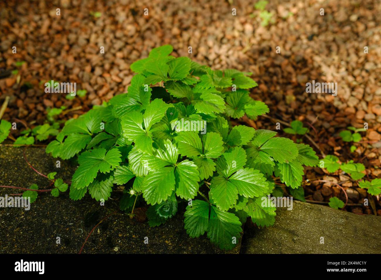 healthy strawberry plant growing before fruit set Stock Photo - Alamy