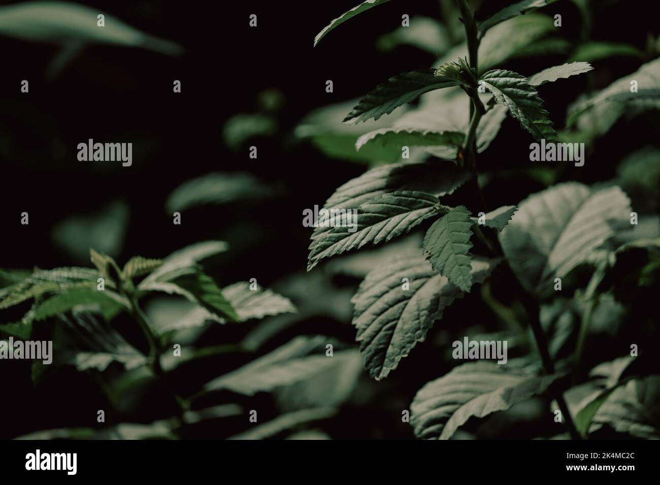 A closeup shot of green peppermint leaves Stock Photo - Alamy
