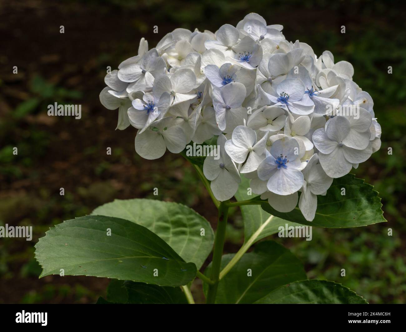 Closeup view of bright white and light blue cluster of hydrangea ...