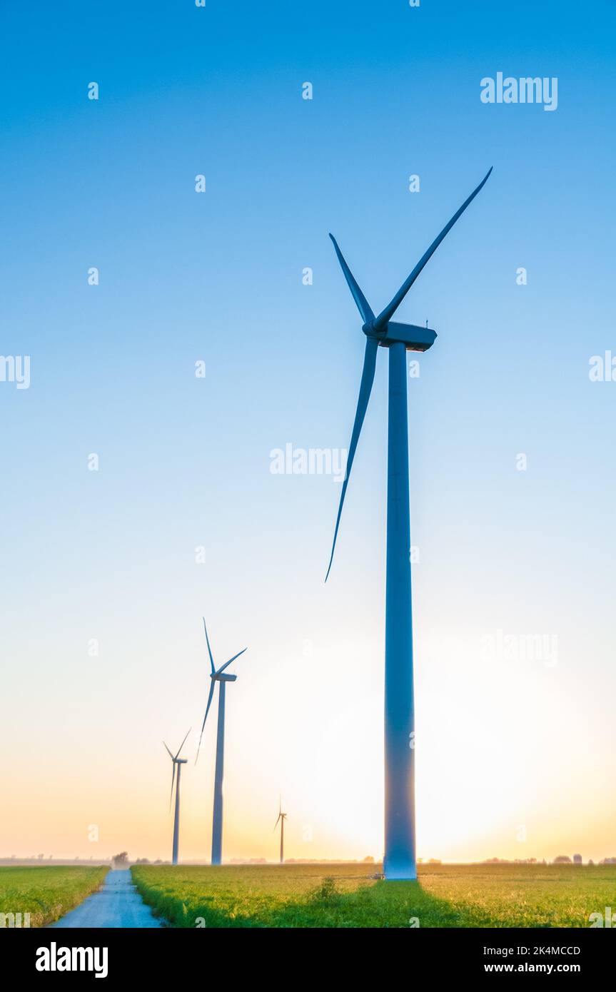 A corn field with large wind turbines against a blue sky at sunset ...