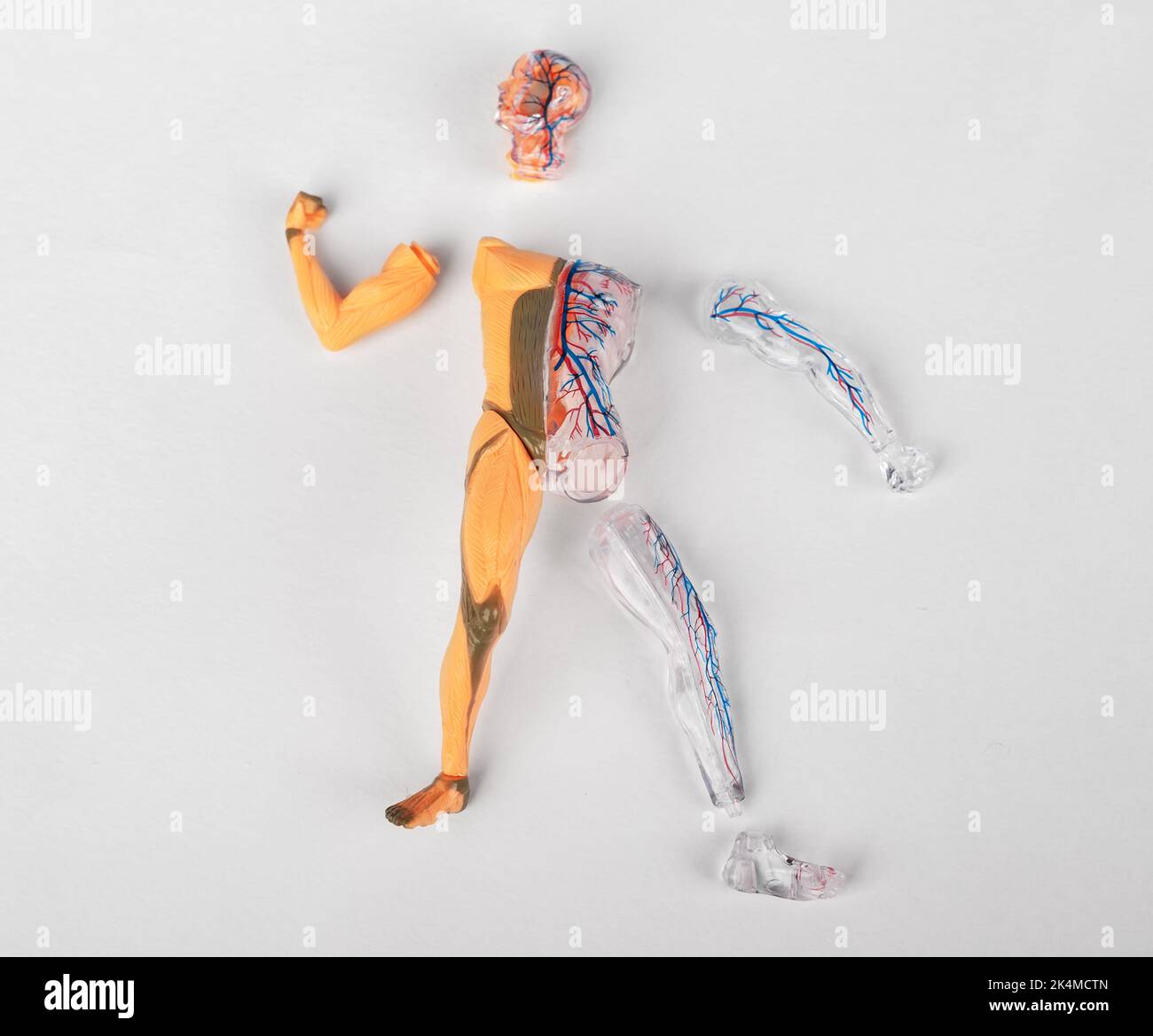 Muscle death hi-res stock photography and images - Alamy