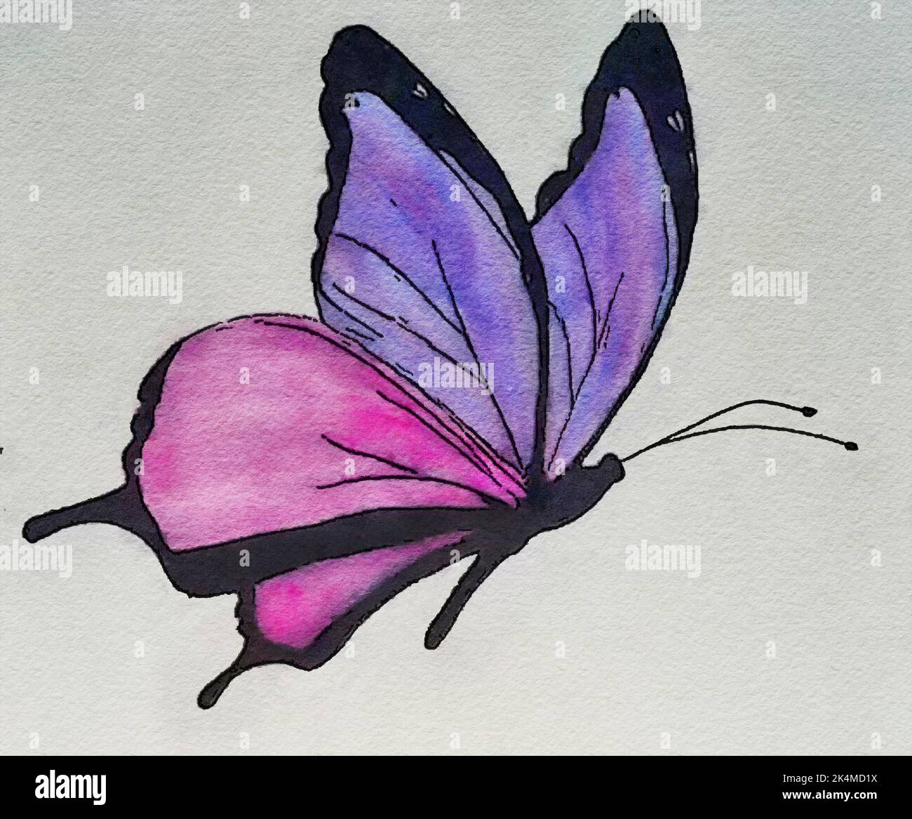 Here is a beautiful magenta and violet fluttering butterfly that is a ...