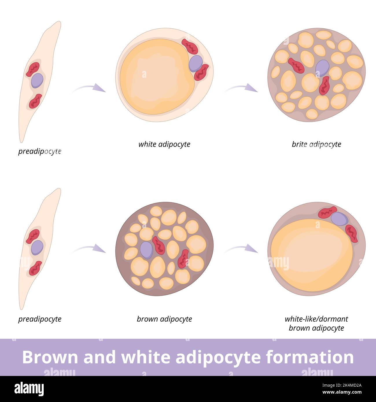 Brown And White Adipocyte Formation Process Of Different Types Of Fat Cell Development