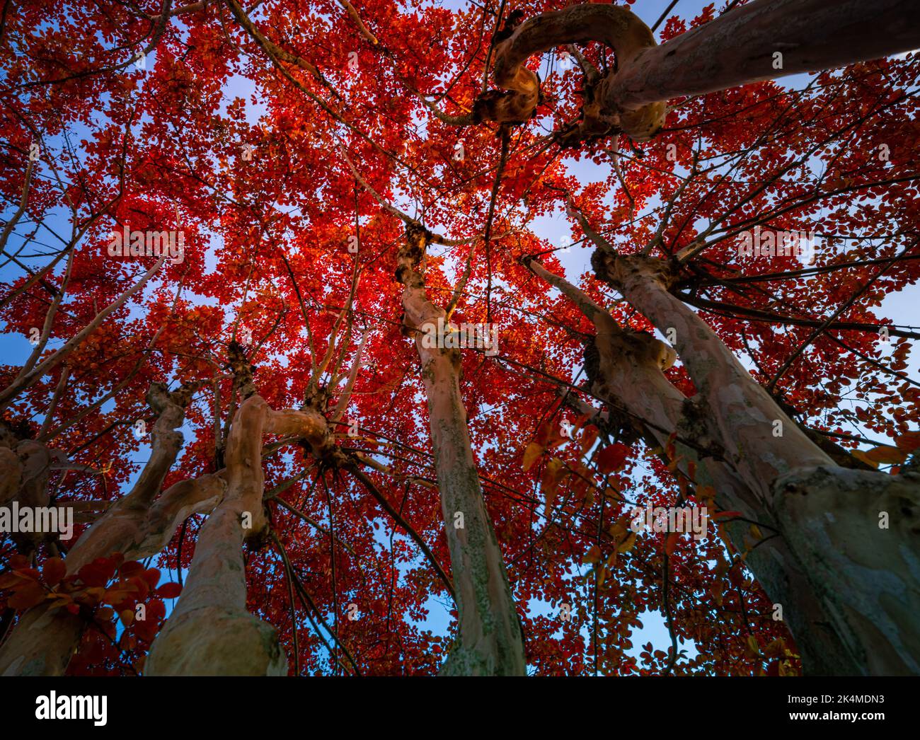 Beautiful red orange colors hi-res stock photography and images - Alamy