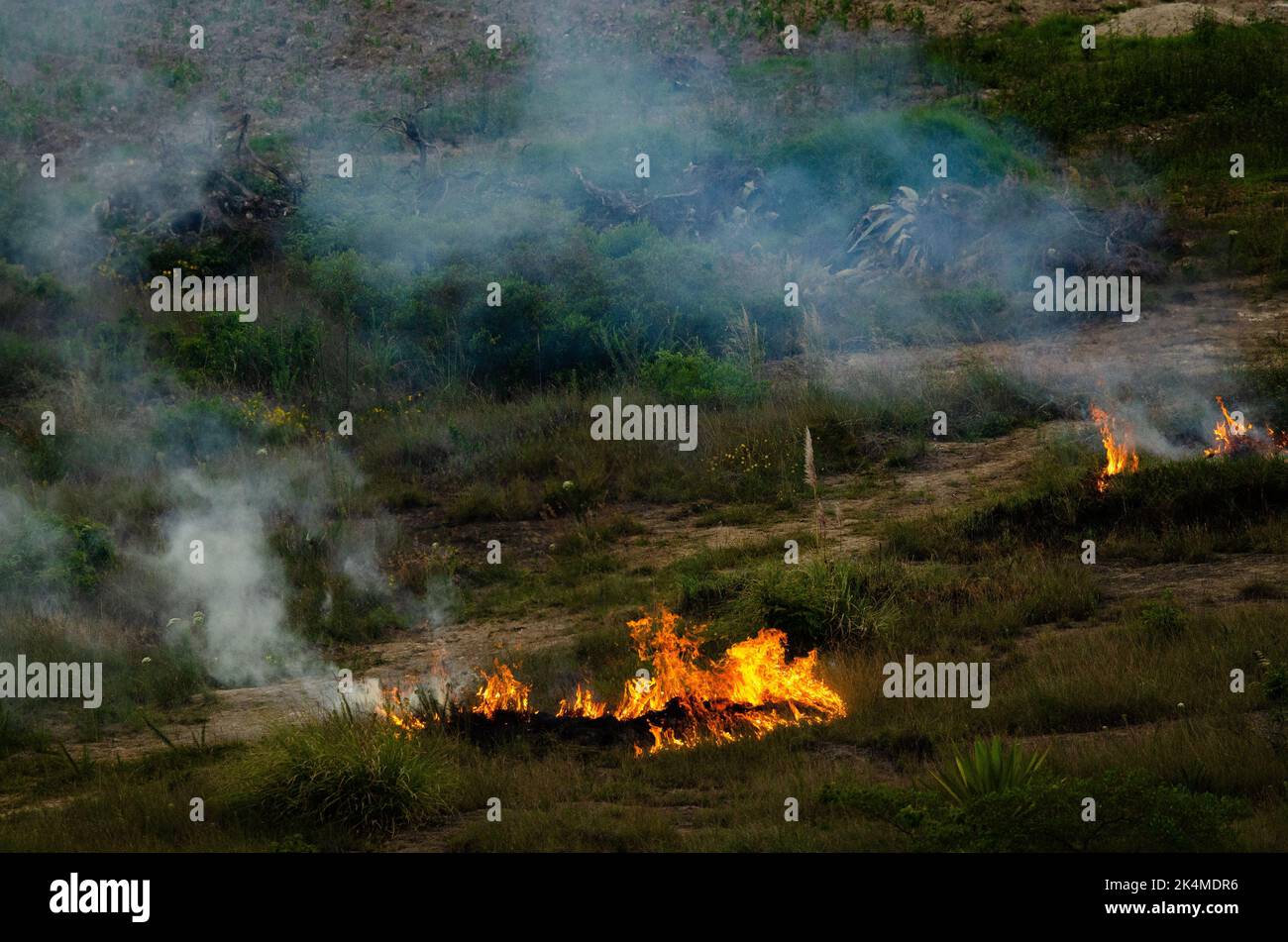 A burning field for the slash-and-burn agriculture method Stock Photo ...