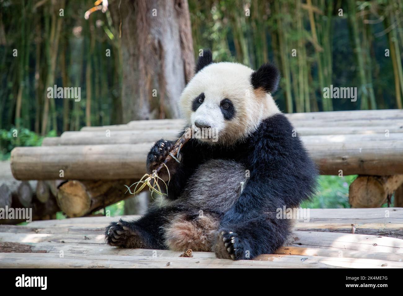 Pandas Sitting Together Cute