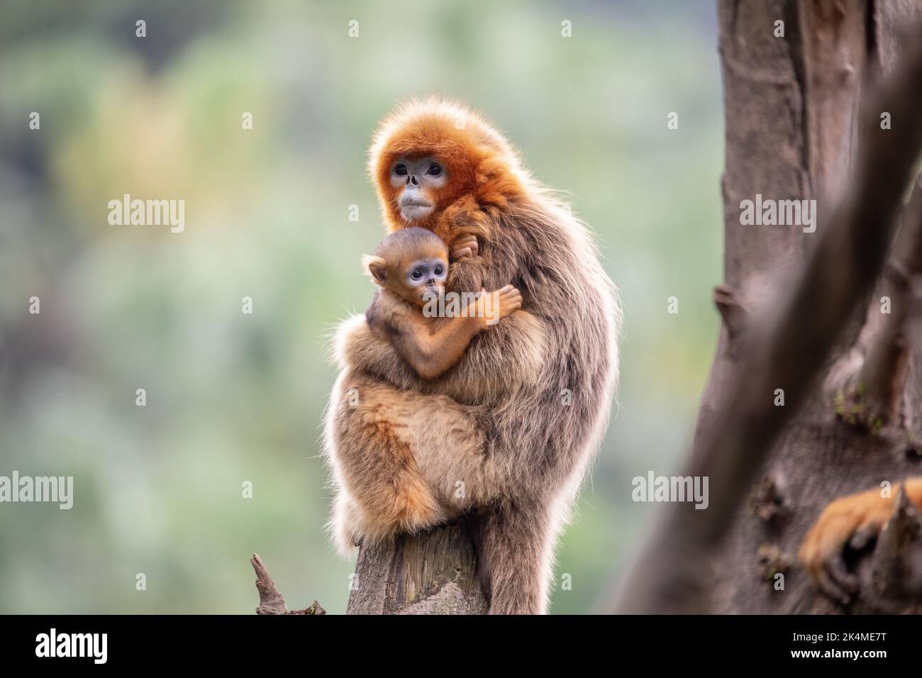 A red howler monkey mother carrying her baby Stock Photo - Alamy