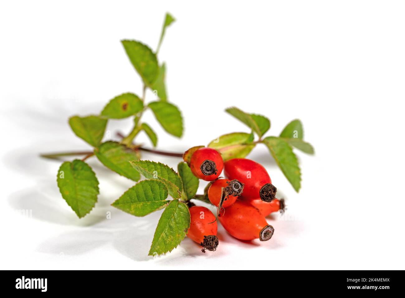 Ripe rose hips isolated against white background Stock Photo - Alamy