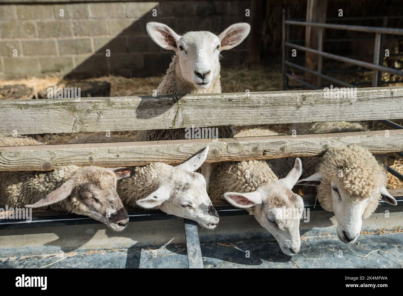 Five sheep in a pen, four with heads poking through looking into the ...