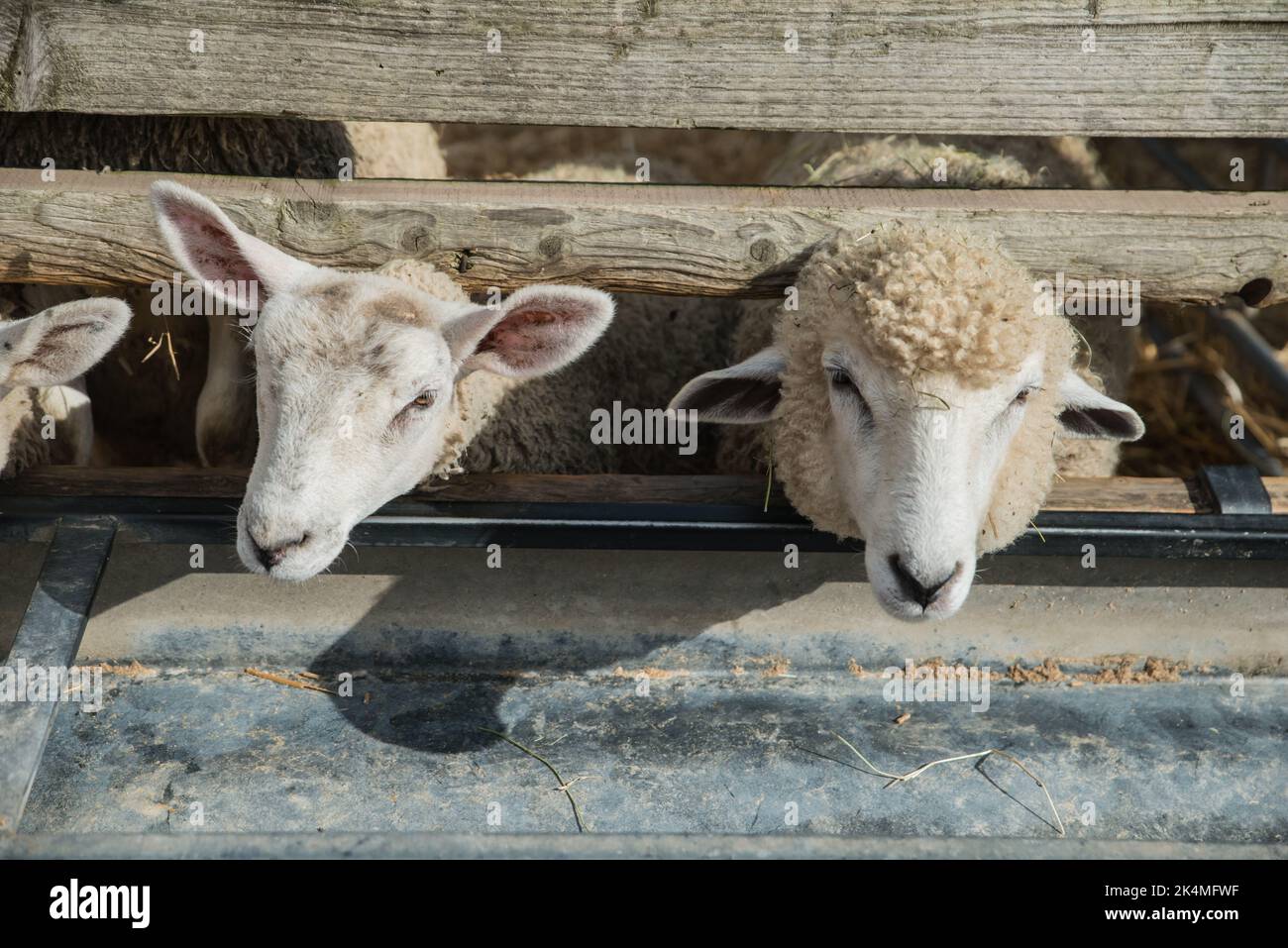 Two sheep with heads poking through the fence looking into an empty ...