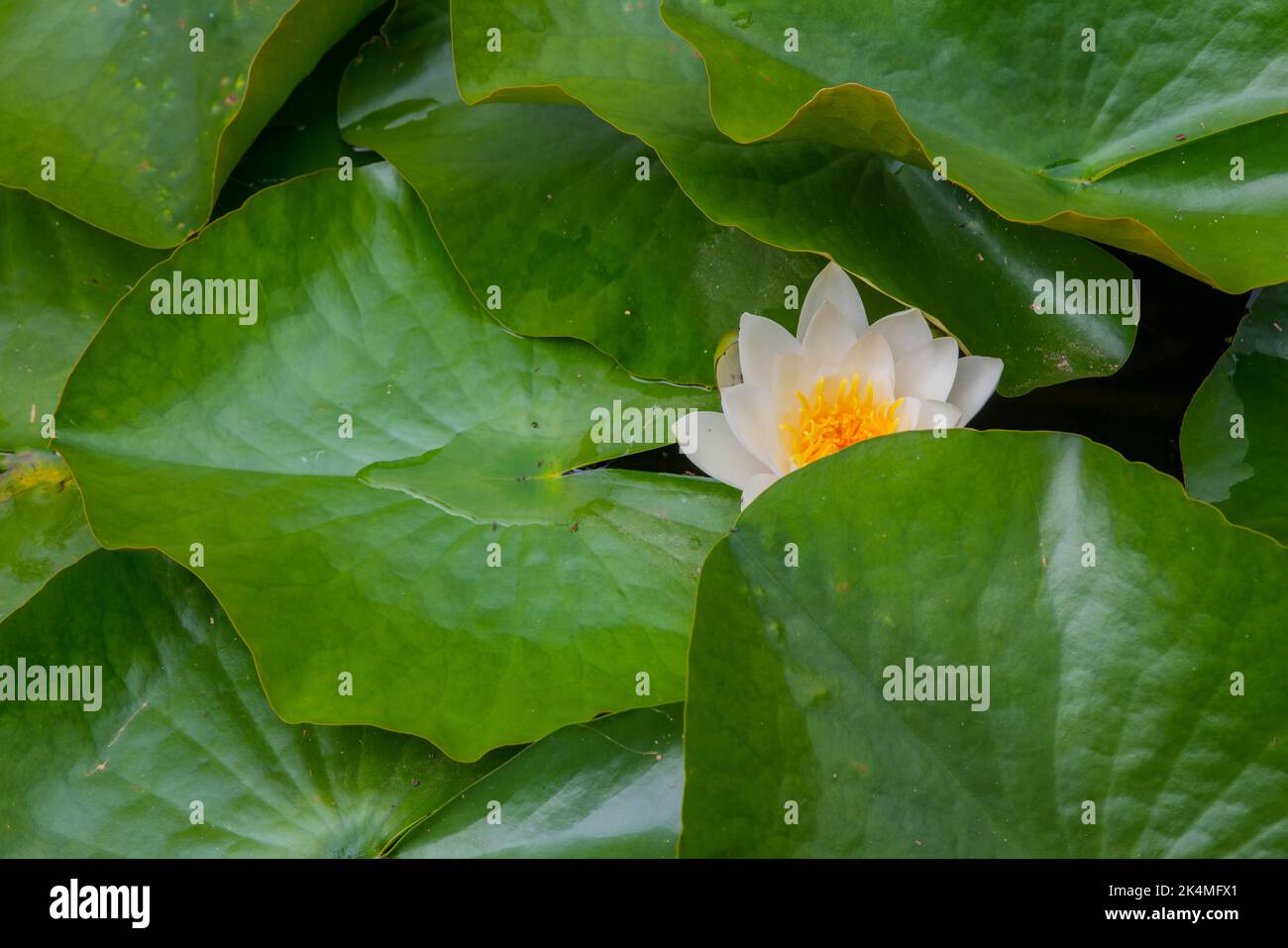 A white water lily flower peeping from behind its leaves Stock Photo ...