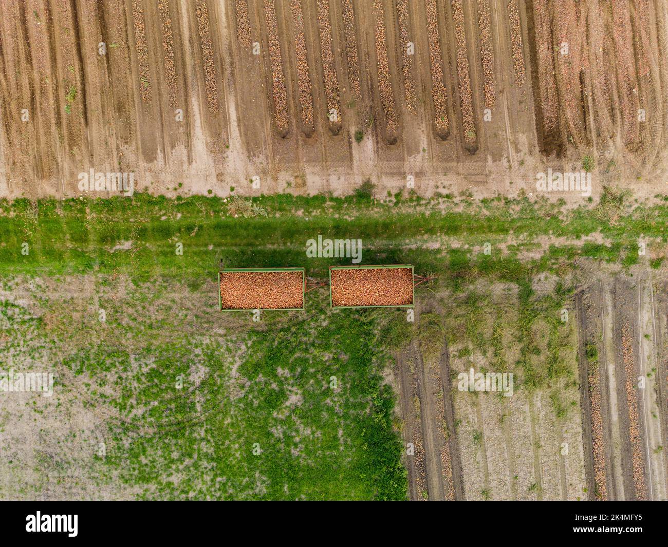 Aerial view of two trailers with onions from above in a field next to a ...