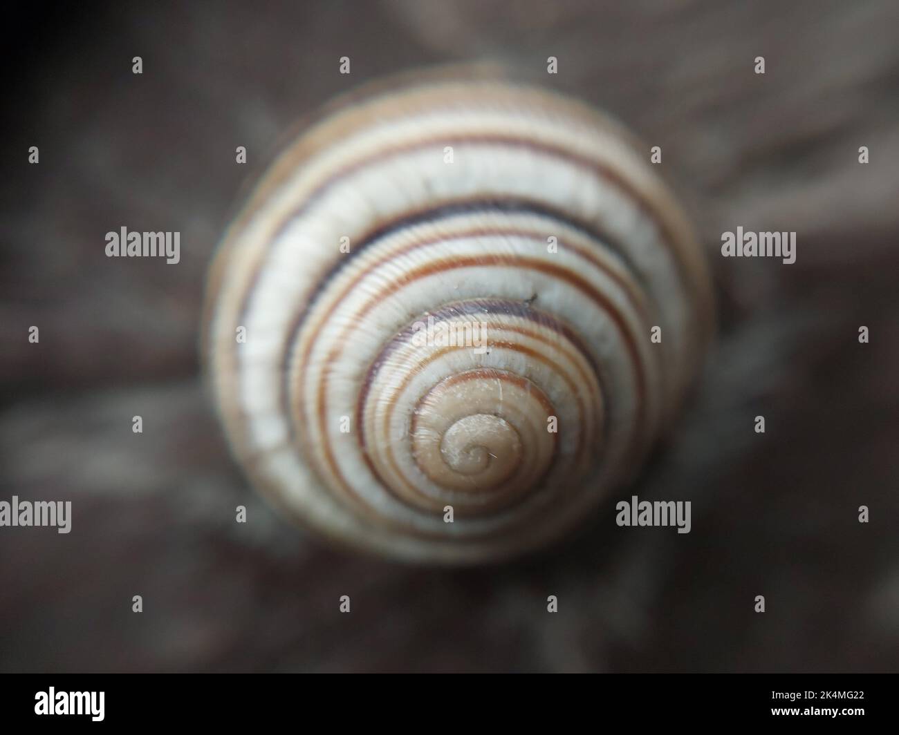 Land snail shell hi-res stock photography and images - Alamy