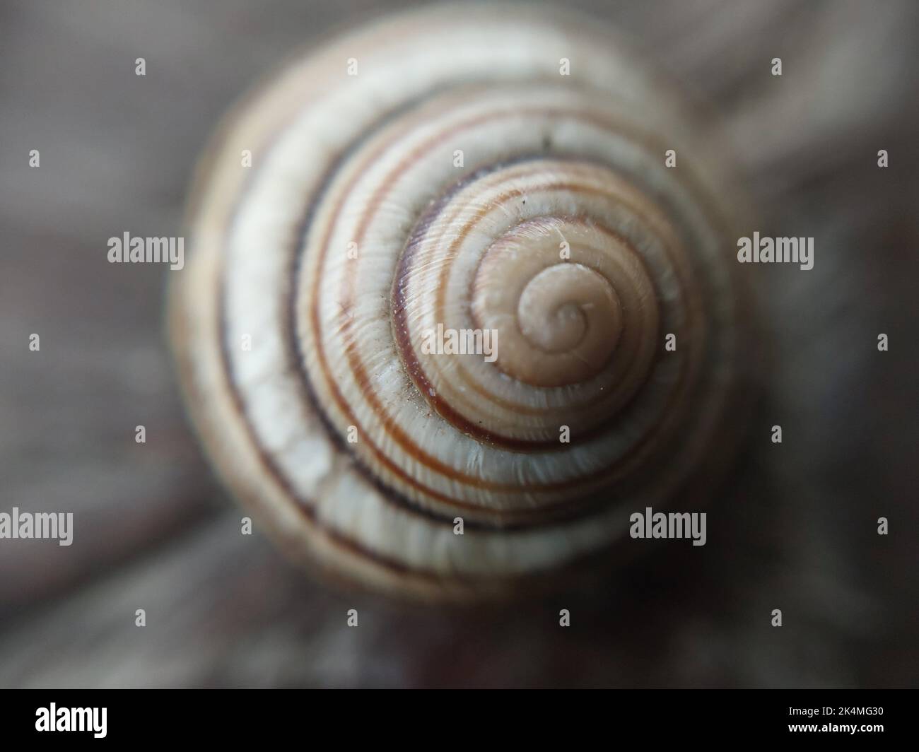 Land snail shell hi-res stock photography and images - Alamy